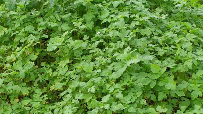 Arvalis donne quelques conseils pour bien choisir le Cipan