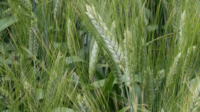 La production mondiale de blé dur est insuffisante FranceAgriMer