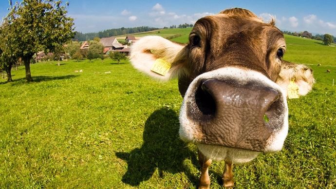 La démarche Happy prend en compte le bien-être animal en élevage bovin