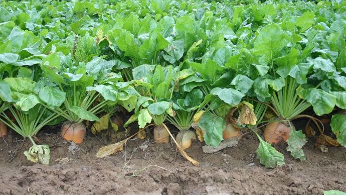 En cas de sécheresse la betterave fourragère reste productive et de qualité