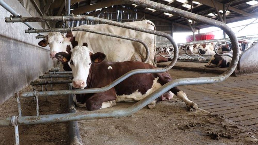 Reportage au Gaec Duboc (76) stabulation en logettes matelas Cow House