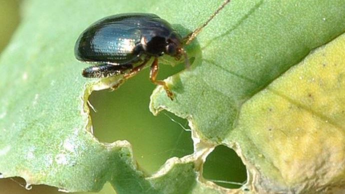 Arrivée précoce des grosses altises