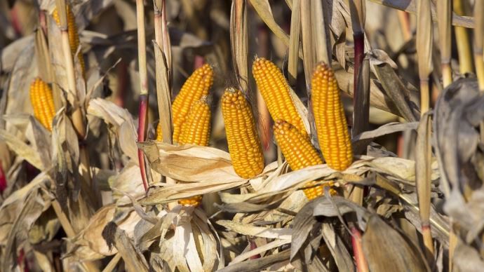 Présentation des variétés de maïs grain et fourrage #semis2021