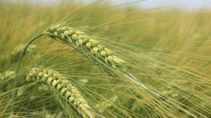 Le Canada a déjà exporté plus de 900 000 tonnes d'orge