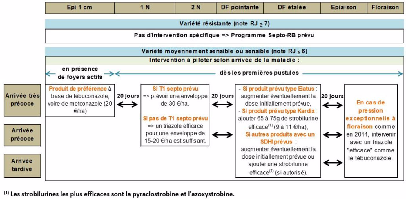 Zoom sur une maladie du blé à caractère explosif : la rouille jaune
