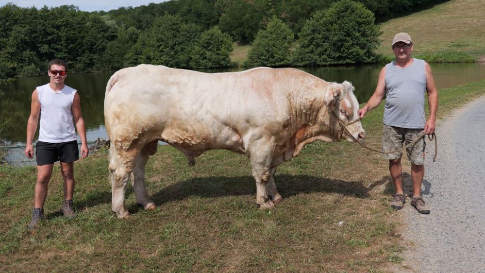 Reportage chez un éleveur Charolais qui participera au Sommet de l'élevage