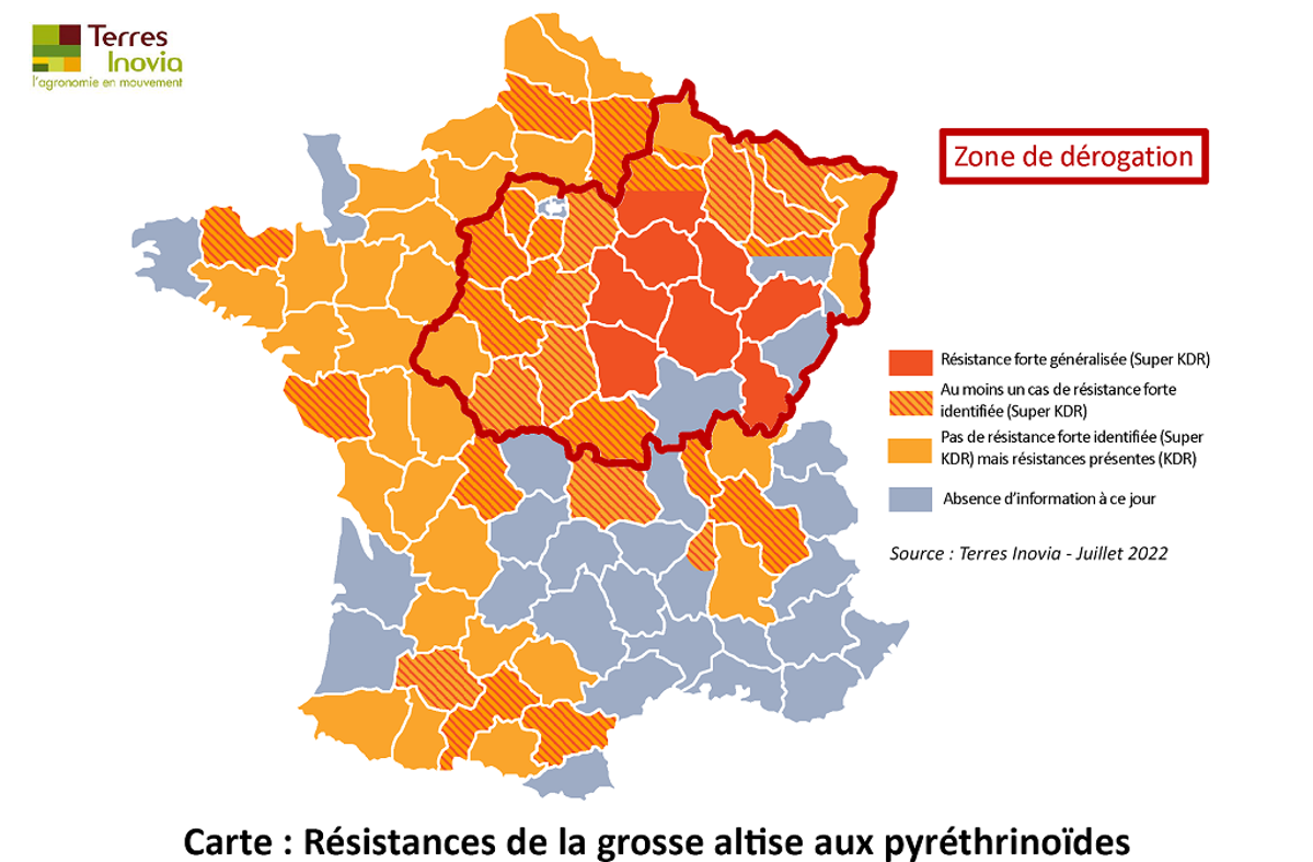 Stratégies de lutte contre les larves d'altises