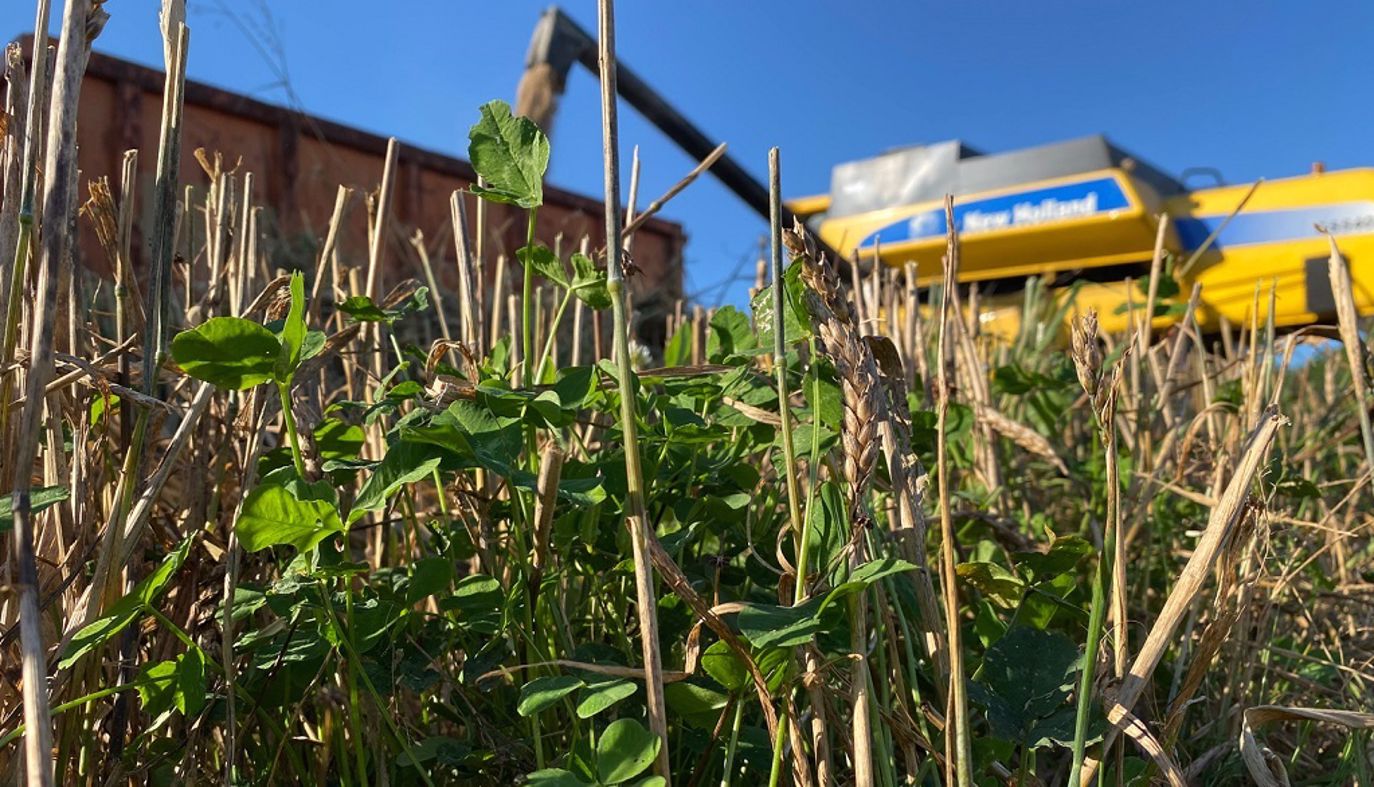 Témoignages d'agriculteurs bio sur leur gestion de la fertilisation azotée