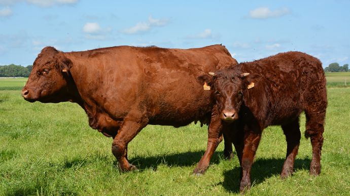 Les taureaux allaitants les plus utilisés à l'IA