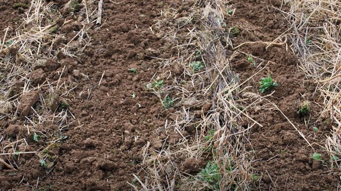 Strip-till : avantages, inconvénients et conseils pour se lancer