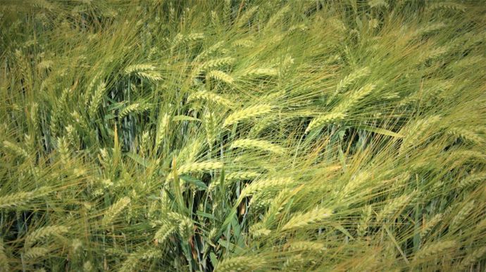 En orge, production mondiale en hausse et exportations en berne