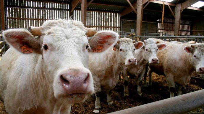 Le prix de la viande en 2023 selon les lecteurs de Web-agri