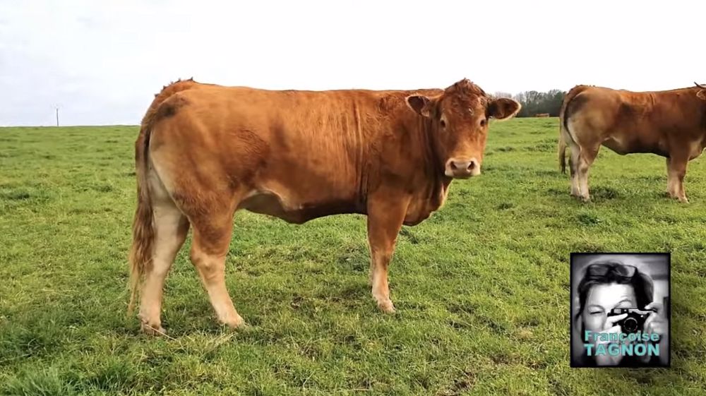 Les éleveurs belges s'essayent à la Limousine