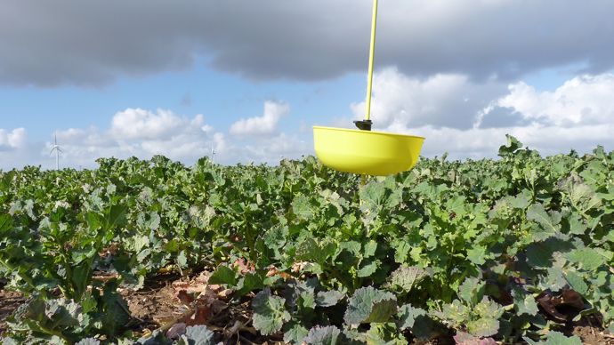 L'essentiel des observations du BSV par région et par culture, blé et colza