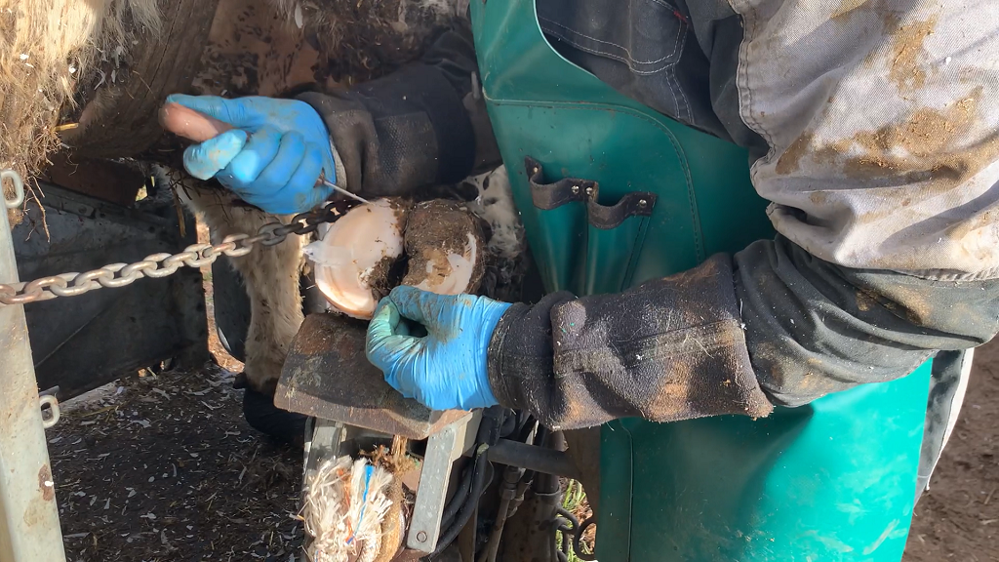 Parage : quand faut-il appeler le pareur