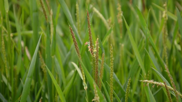 Lutte contre le vulpin et changement climatique