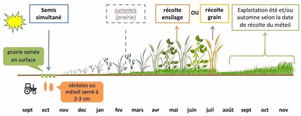 Conseils Sur Le Semis De Prairie