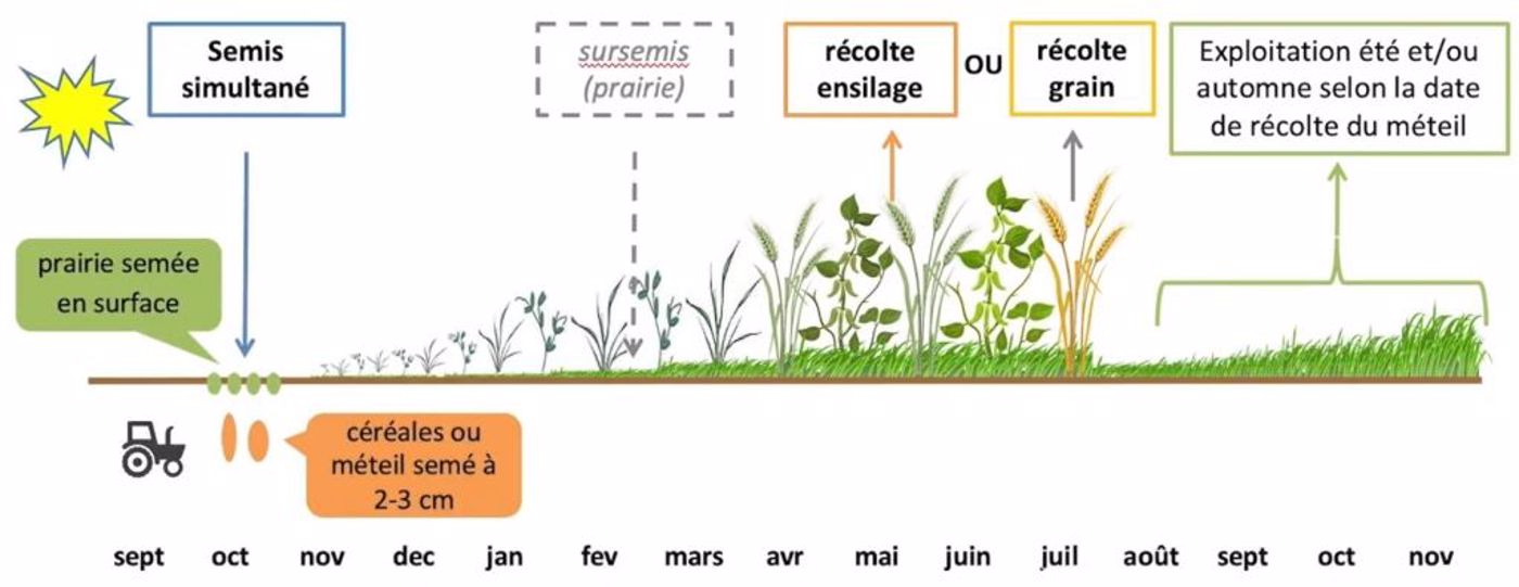 Conseils sur le semis de prairie