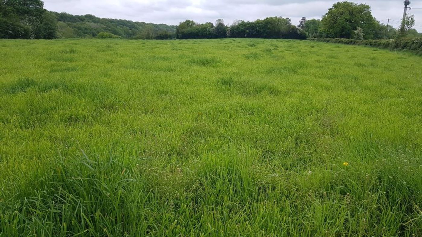 Faucher les graminées au stade épiaison ou faire du report d'herbe sur pied