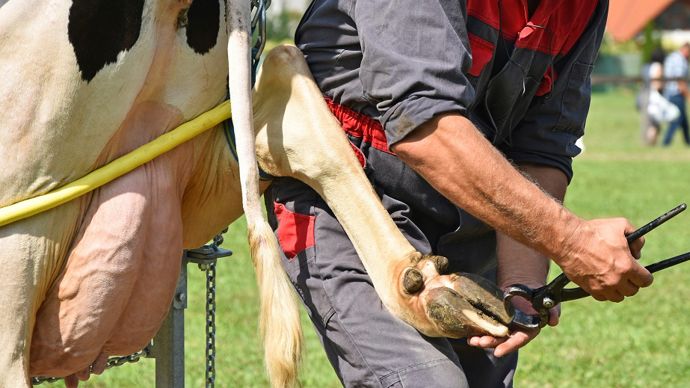 Boiterie de la vache