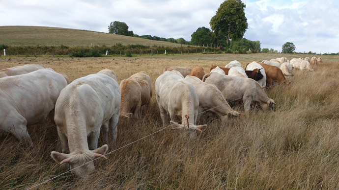 Le pâturage de stock sur pied pour faire face à la sécheresse