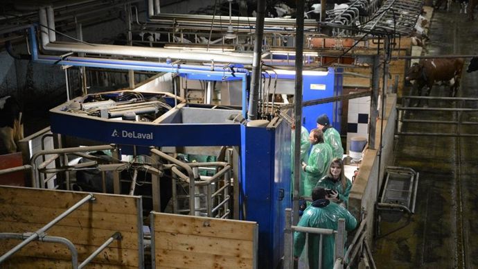 Delaval sort une boucle connectée pour détecter chaleurs et maladies