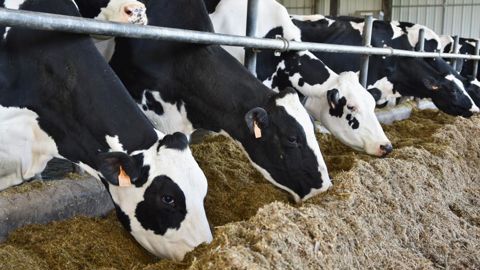 Open national Prim'holstein au Puy du Fou pour le centenaire de PHF