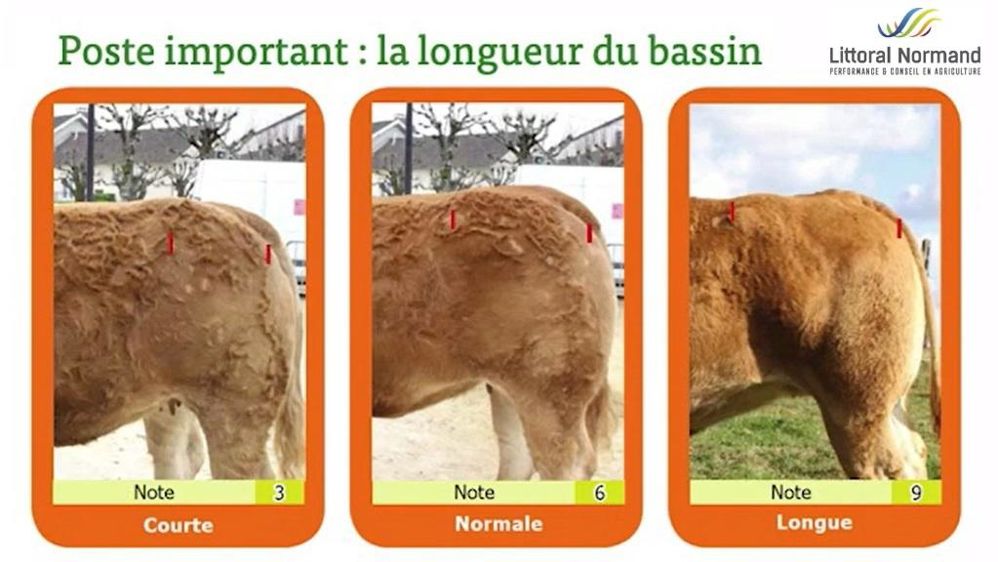 Morphologie : comment bien choisir ses taureaux