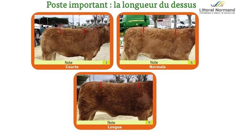 Morphologie : comment bien choisir ses taureaux