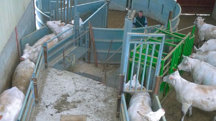 Les installations fixes de contention : la manipulation des bovins en toute sérénité