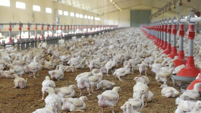 Volaille de chair : Un « grand plan d’action » à l’horizon de 2025