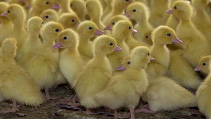 Bien-être animal : L’intelligence artificielle lit le sexe des canards ...