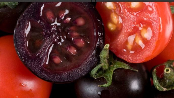 Biotechnologies : L'USDA approuve une tomate violette OGM