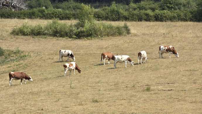 Aides Pac : Les montants des aides animales pour 2022 sont fixés Aides Pac : Les montants des aides animales pour 2022 sont fixés