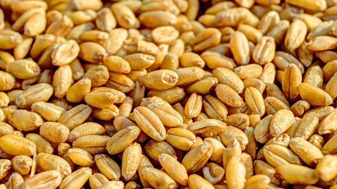 Récolte 2021 : Testez la germination de vos semences de ferme