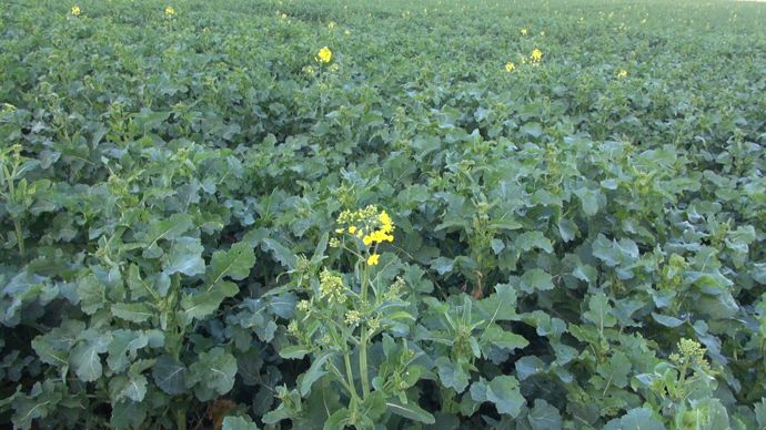 Colza : 4 clés pour assurer vos rendements