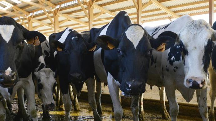 Un nouvel organisme de sélection pour la prim’holstein