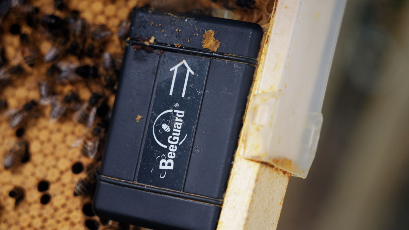 Biosurveillance : Un compteur d'abeilles vidéo