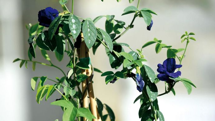 Volubile, à longue floraison