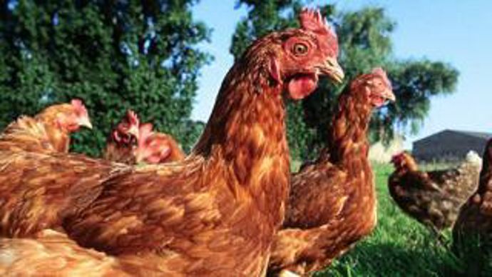 Poulets bio : Croissance durable