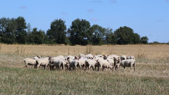 Conjoncture : Forte baisse des importations de viande ovine