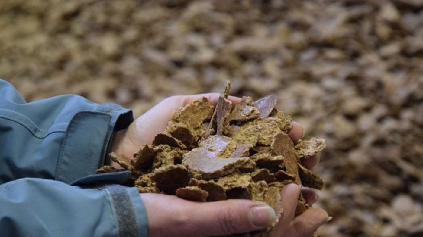 Soleil de Loire : 10 000 t de soja bio