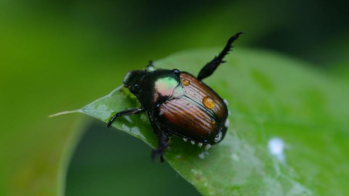 Alerte aux ravageurs invasifs