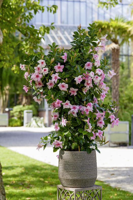 Mandevilla Sundaville® Double Blush Pink