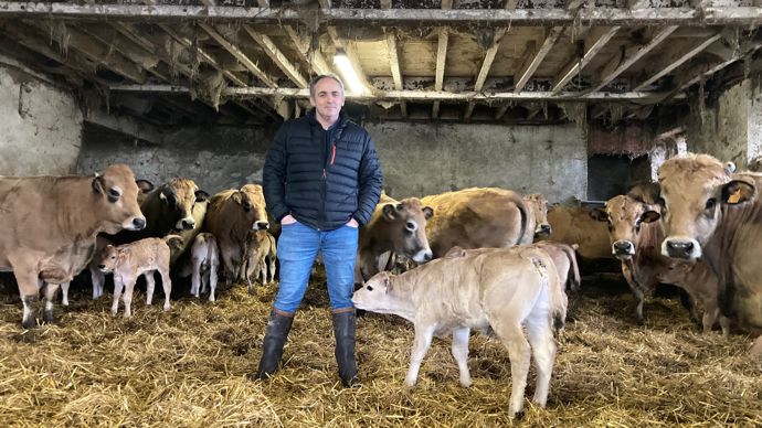 Bovin viande : « je croise mes vaches aubracs avec des taureaux ...