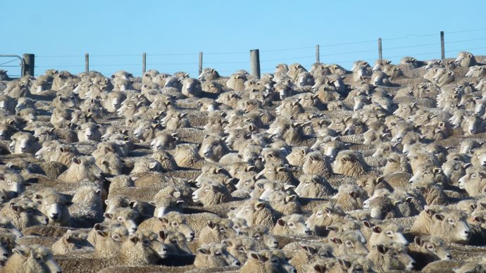 Nouvelle-Zélande : le nombre de moutons par habitant au plus bas depuis ...