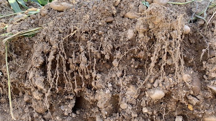 Résidus : dans les sols, les phytos sont plus persistants qu’attendu