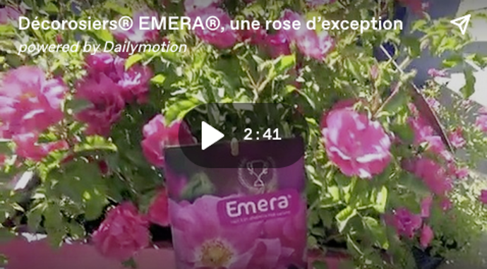 Décorosiers® EMERA®, une rose d’exception