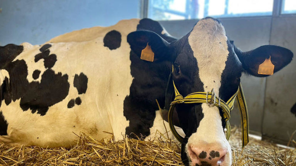 Les vaches laitières n’échappent pas aux infections urinaires