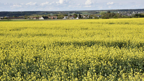 Un nouveau biocarburant Pur100 bas carbone à base de colza